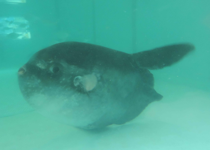 Peixe-Lua com 1,80 metros e de mais de uma tonelada de peso recuperado ...